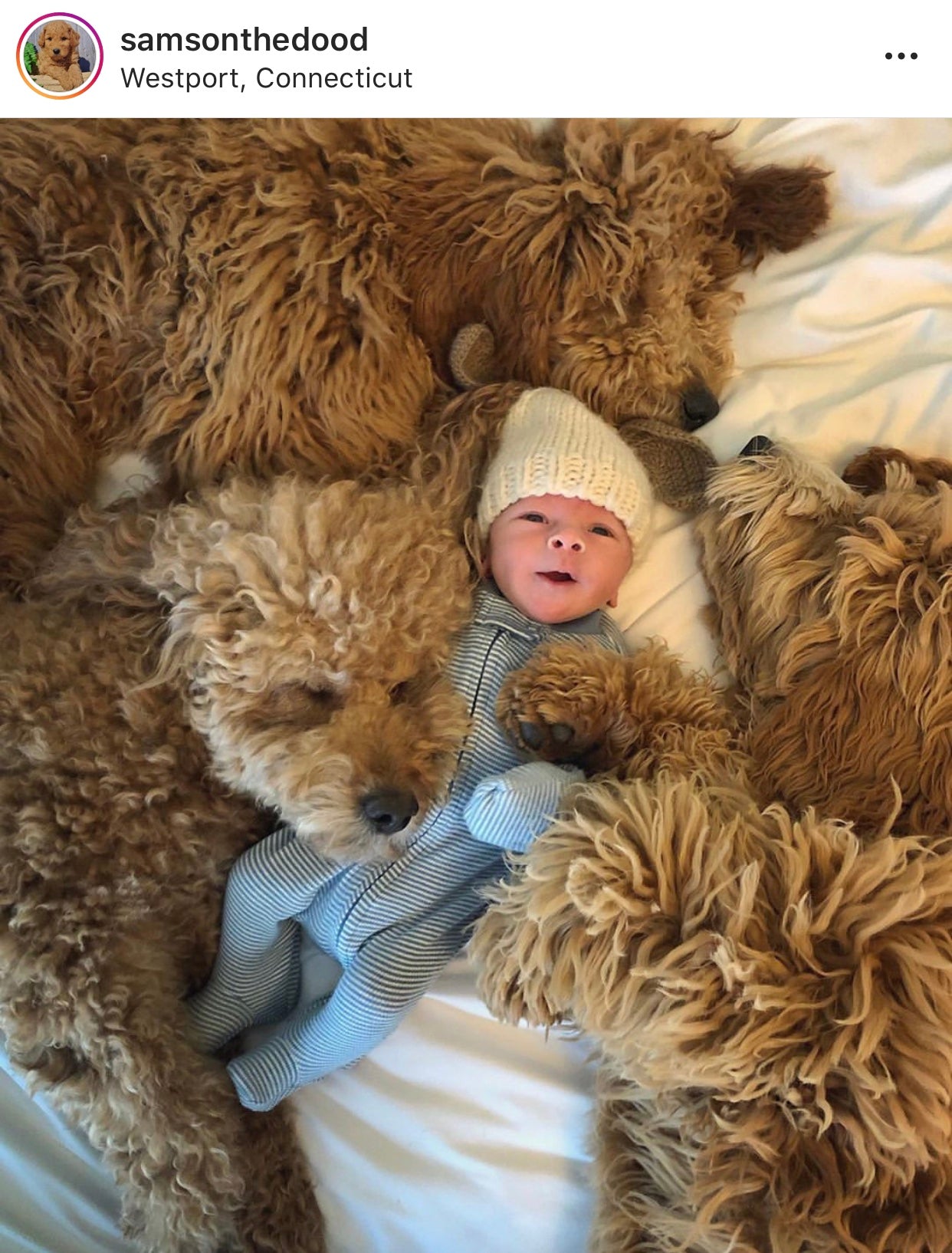 Pet Instagram Accounts That Make Us Smile – Shaya