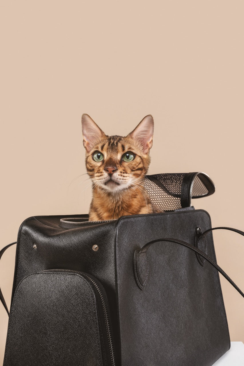 The Benefits of Investing in High-Quality Pet Accessories – Shaya